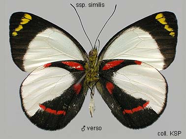 Papua Insects Foundation (Lepidoptera/Pieridae/Pierinae(Delias kummeri)